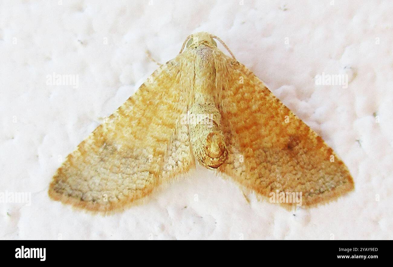 Rhodoneura hi-res stock photography and images - Alamy