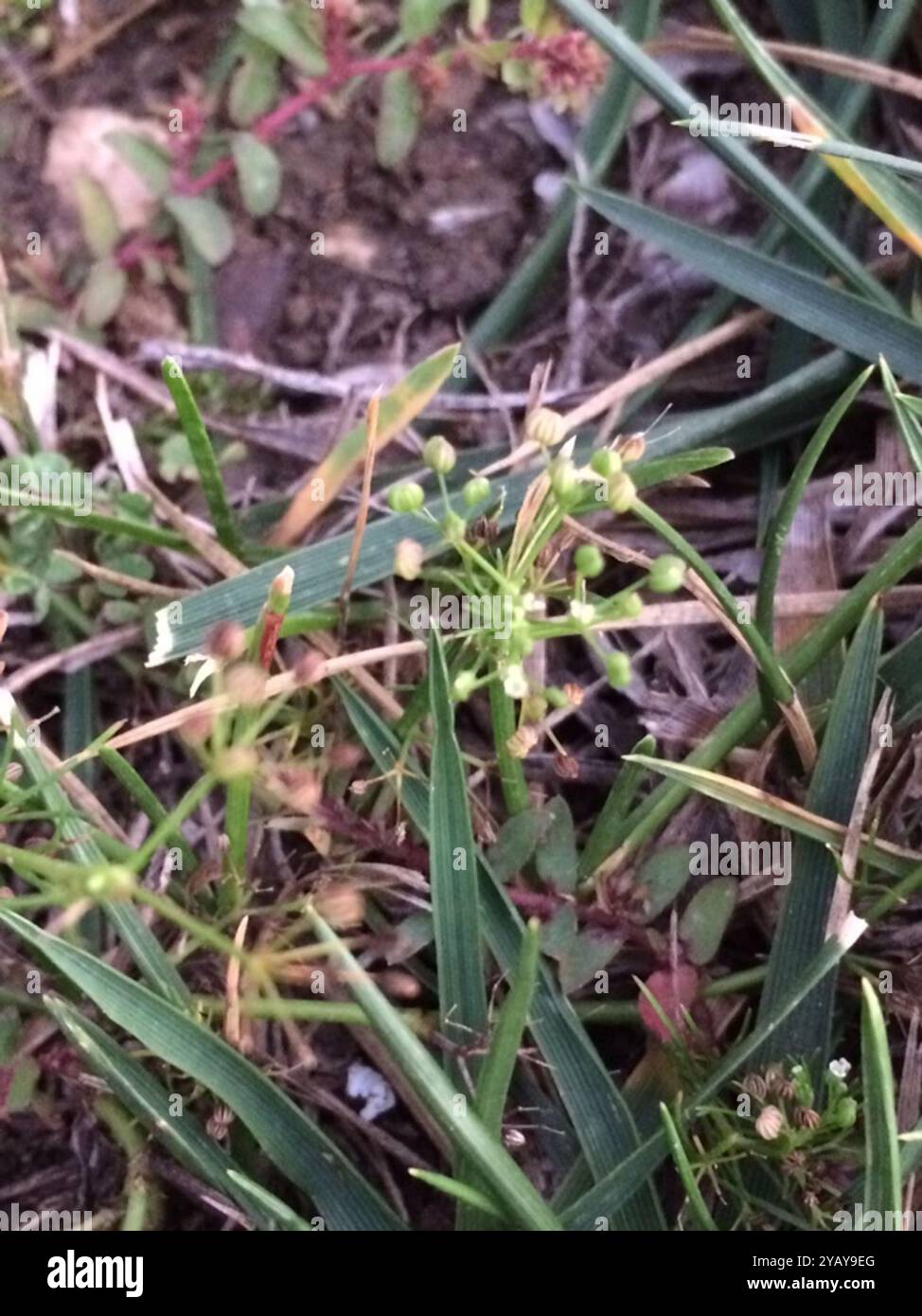 Marsh parsley (Cyclospermum leptophyllum) Plantae Stock Photo - Alamy