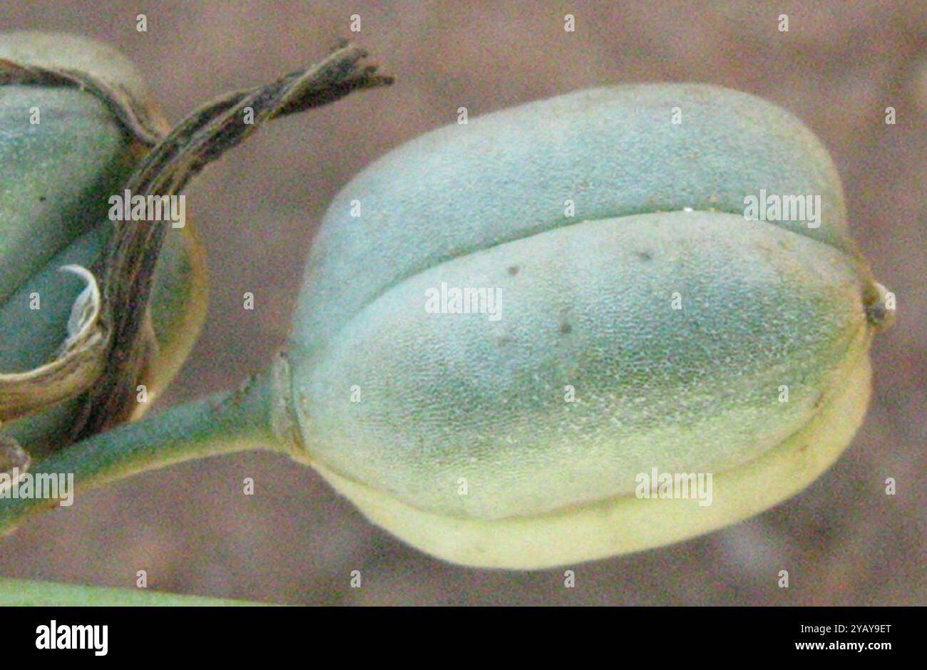 monocots (Liliopsida) Plantae Stock Photo - Alamy