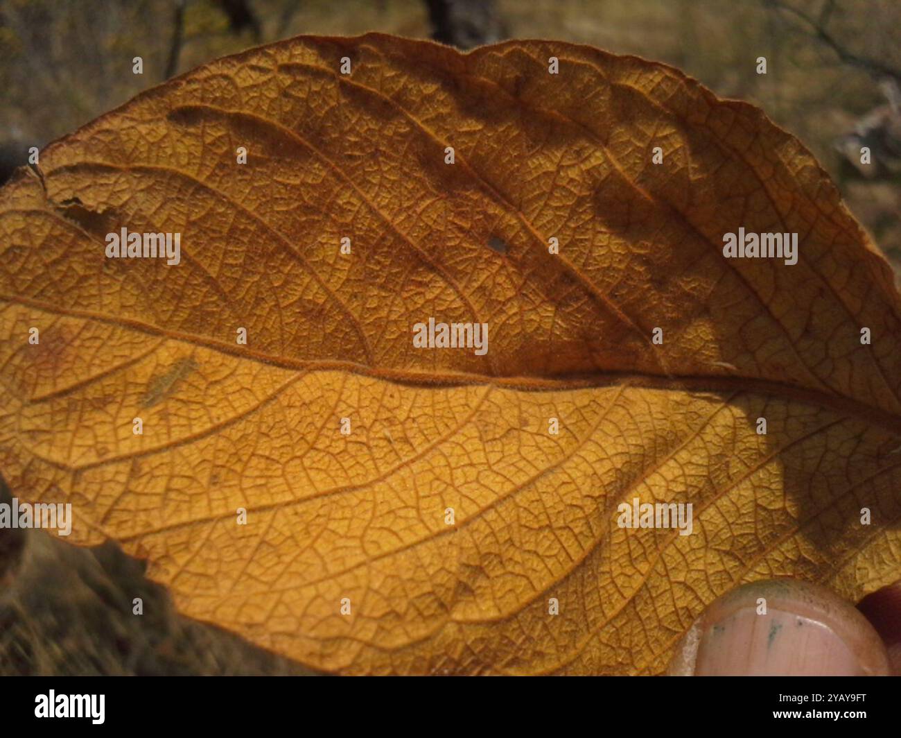 Velvet Bushwillow (Combretum molle) Plantae Stock Photo - Alamy
