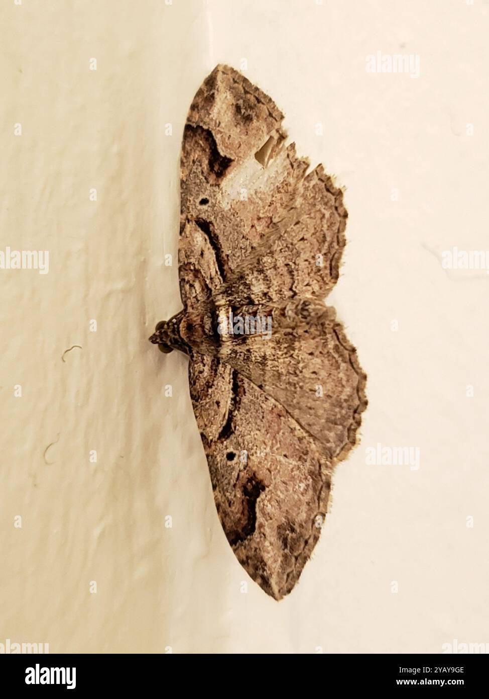 Bent-lined Carpet (Costaconvexa centrostrigaria) Insecta Stock Photo ...