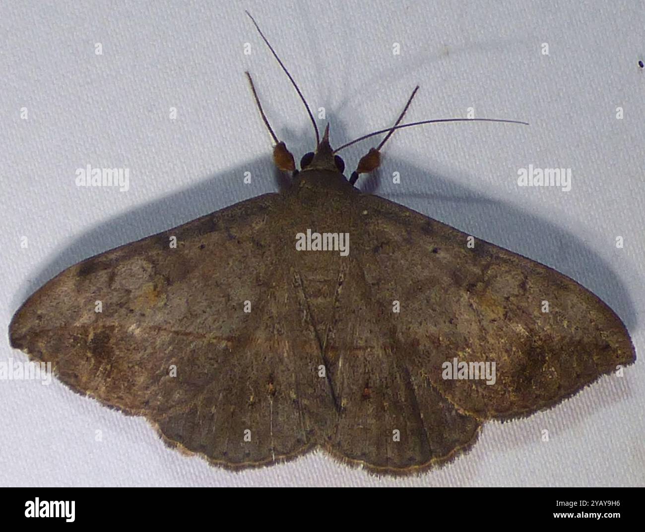 Velvetbean Caterpillar Moth (Anticarsia gemmatalis) Insecta Stock Photo ...