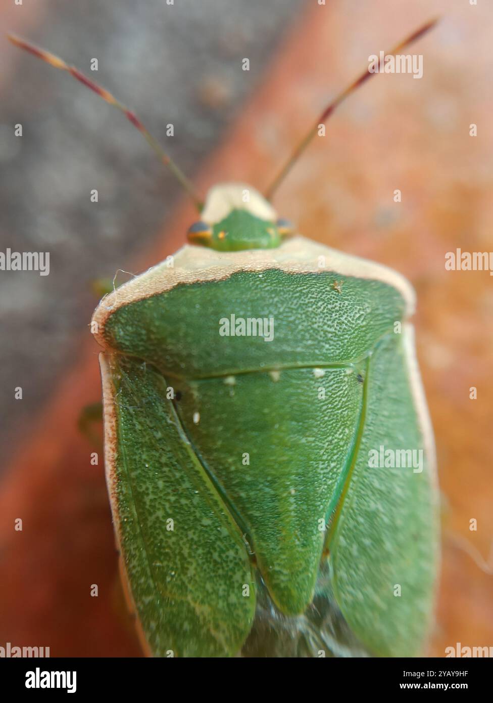 Southern Green Stink Bug (Nezara viridula) Insecta Stock Photo - Alamy