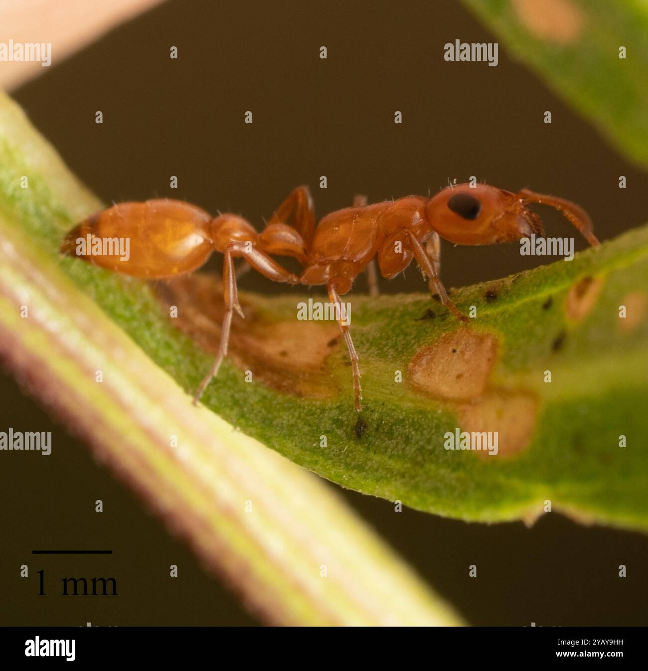 Apache Twig Ant (Pseudomyrmex apache) Insecta Stock Photo - Alamy