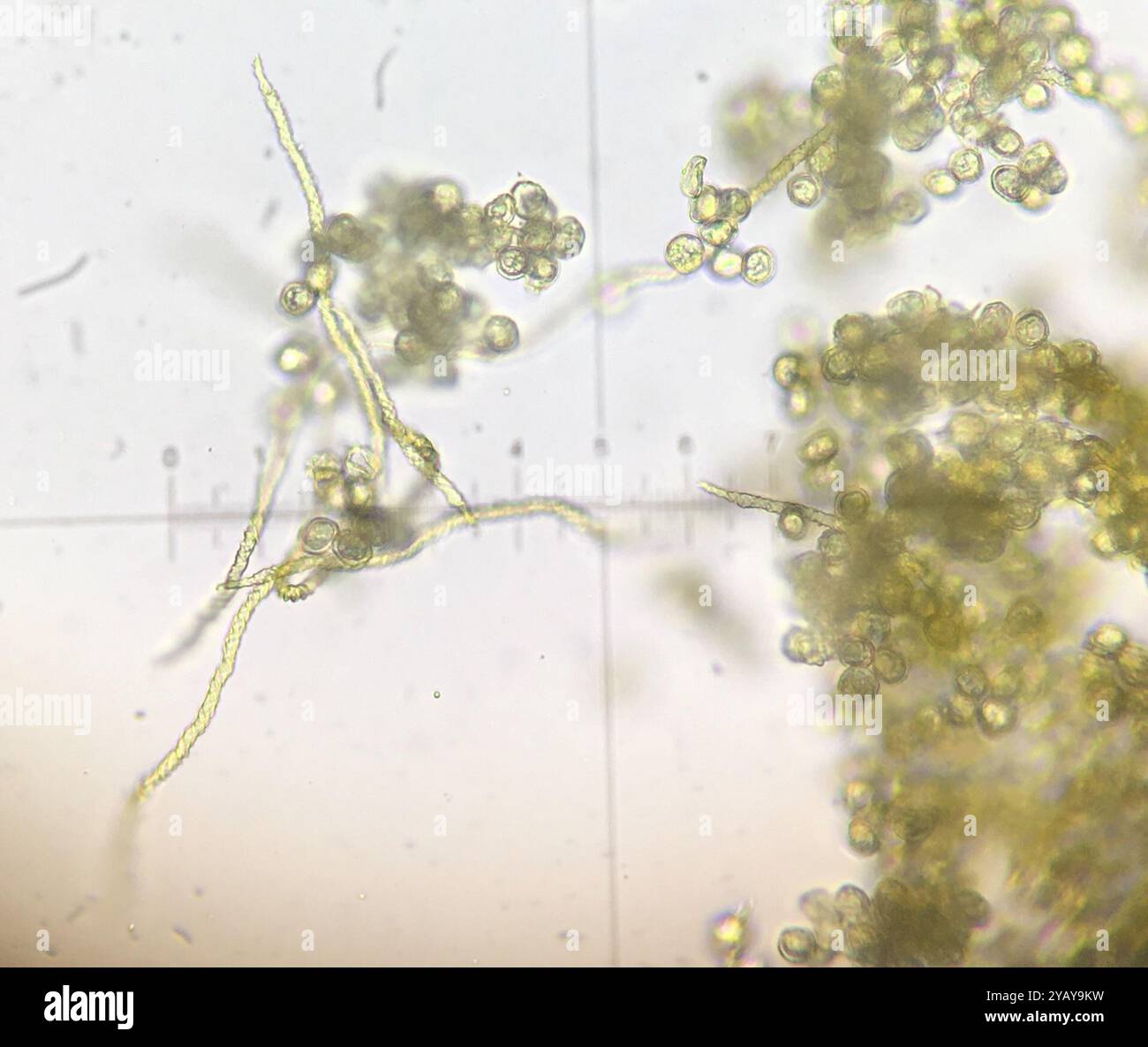 Trichia varia hi-res stock photography and images - Alamy