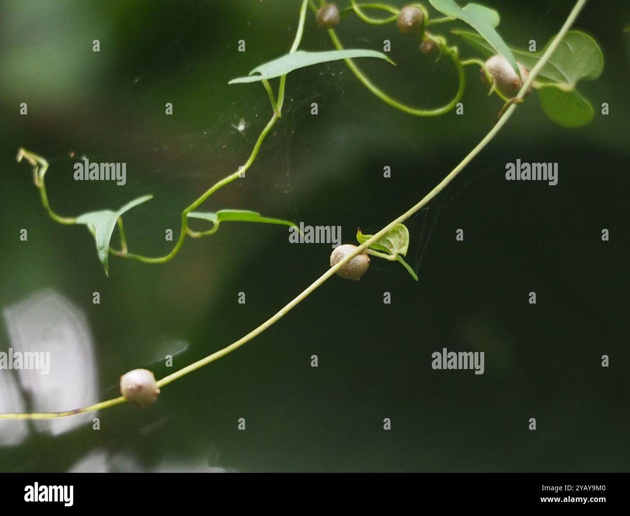 Chinese yam (Dioscorea polystachya) Plantae Stock Photo - Alamy