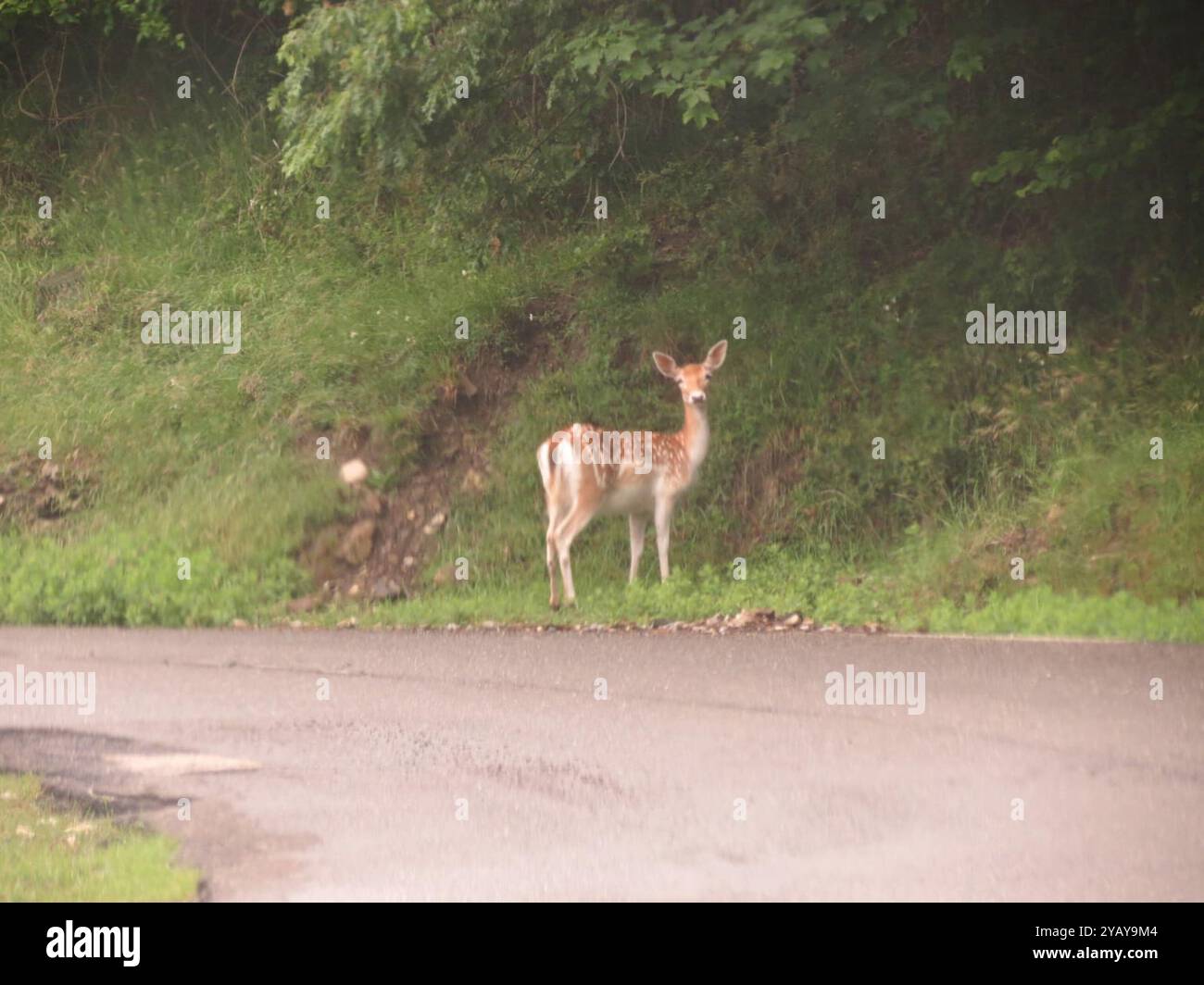 European Fallow Deer (Dama dama) Mammalia Stock Photo - Alamy