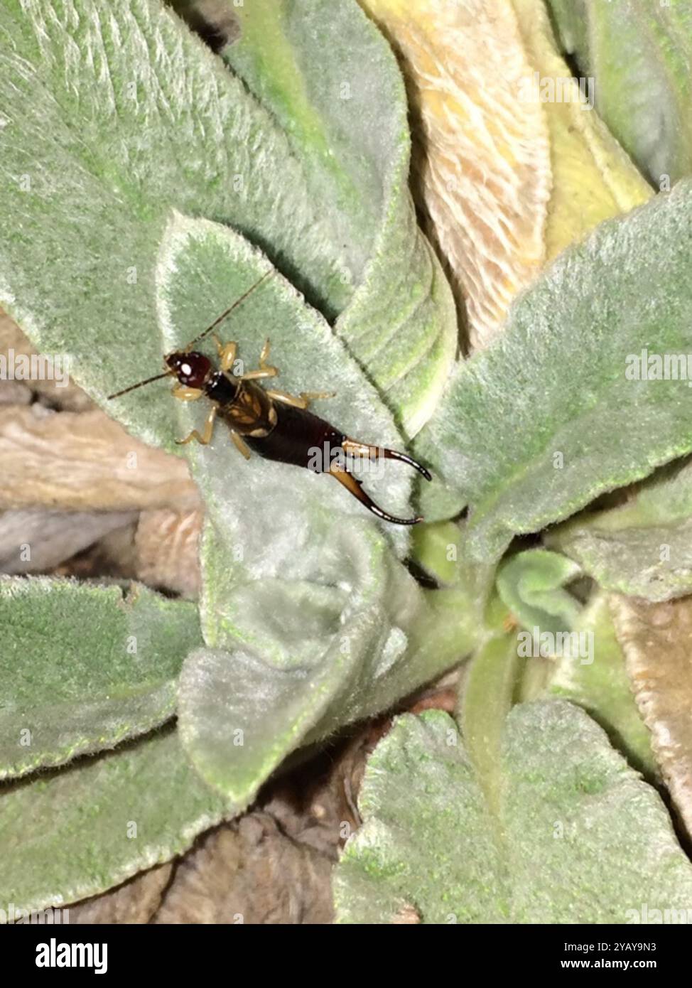 European Earwig Complex (Forficula auricularia) Insecta Stock Photo - Alamy