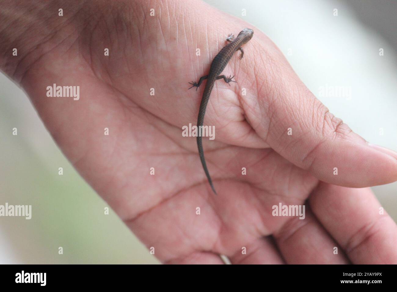 Shade Lizards (Alopoglossus) Reptilia Stock Photo - Alamy