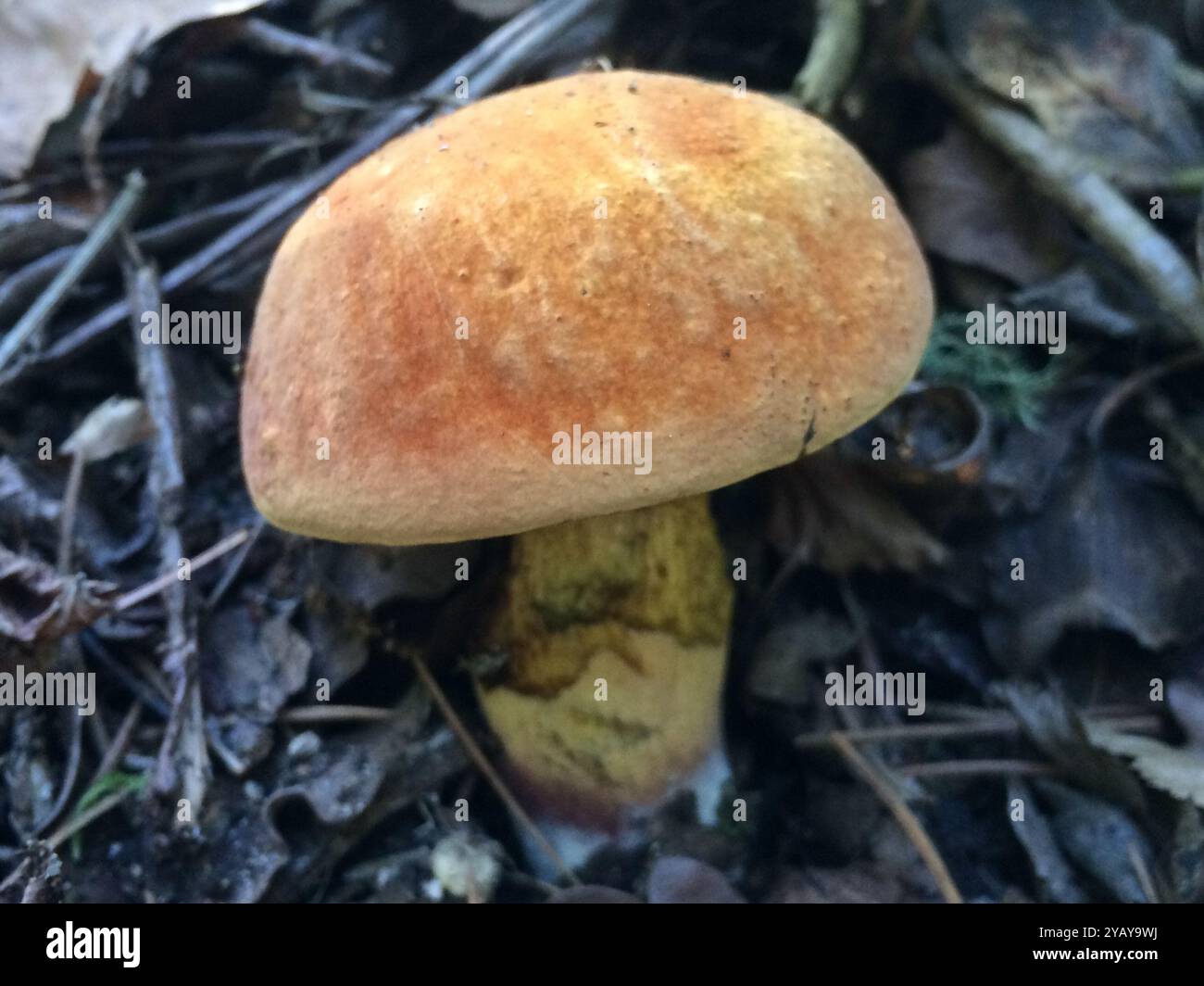 boletes (Boletaceae) Fungi Stock Photo - Alamy