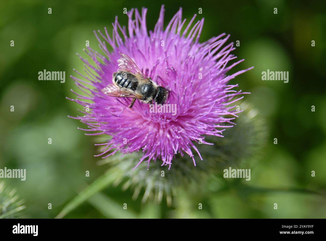 Megachile inermis hi-res stock photography and images - Alamy