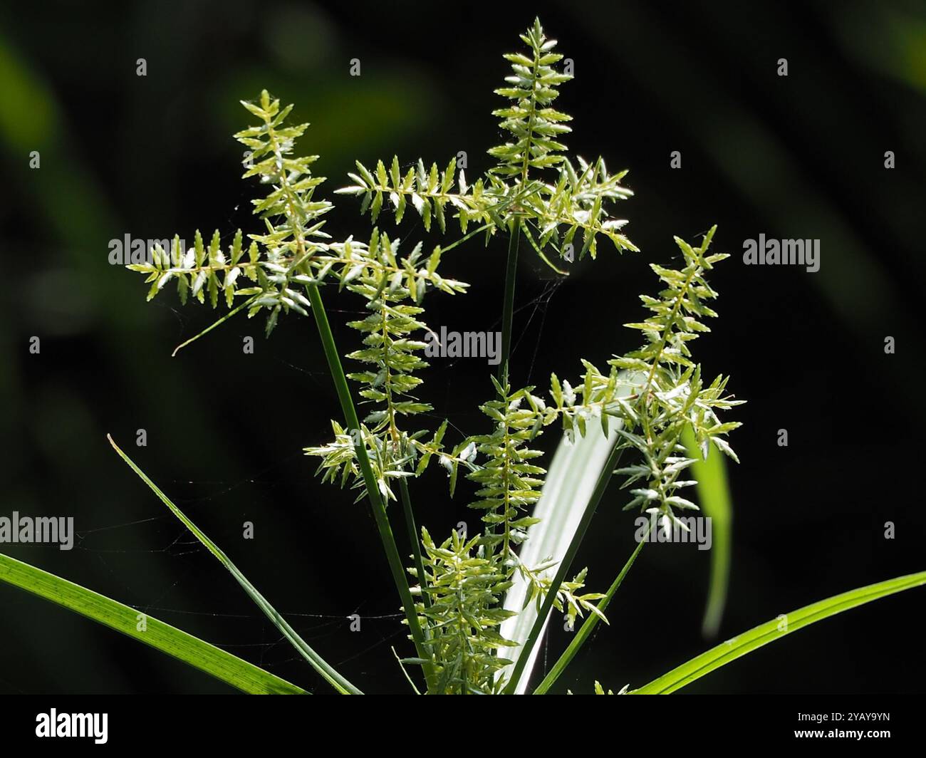 (Cyperus pilosus) Plantae Stock Photo - Alamy