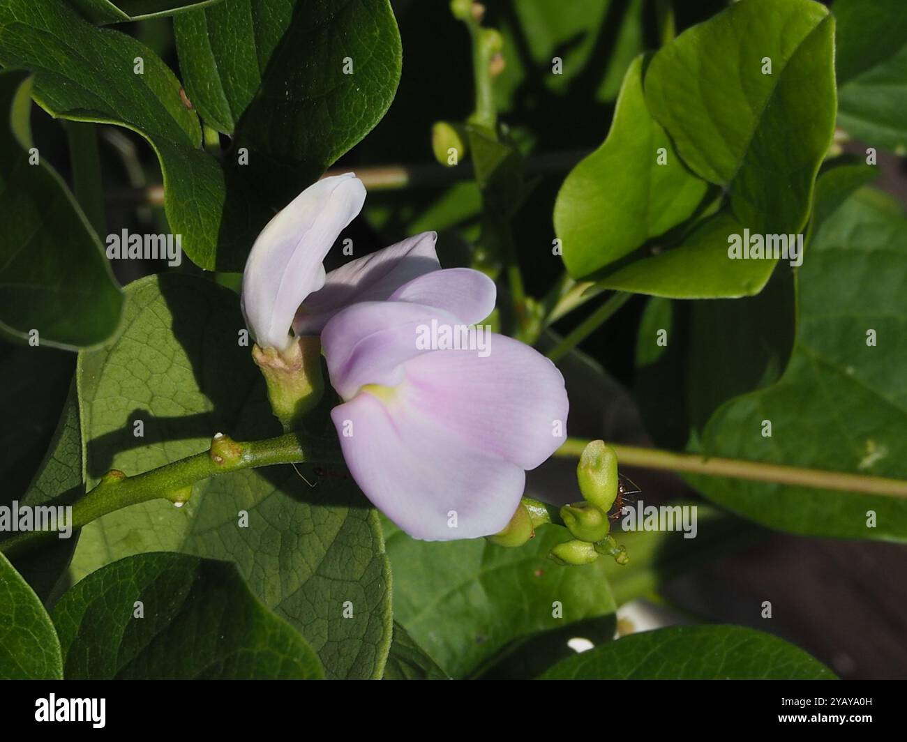 Beach Bean (Canavalia rosea) Plantae Stock Photo - Alamy