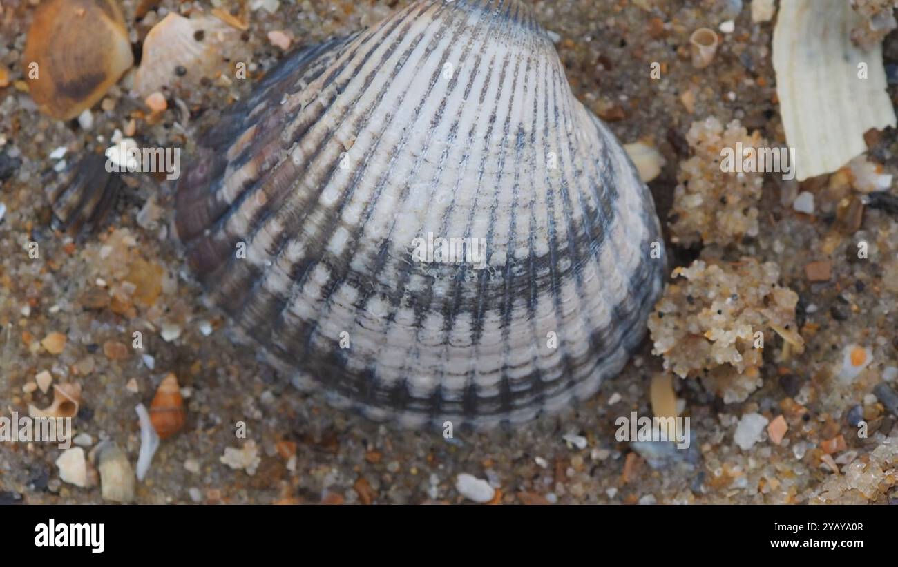 Common Cockle (Cerastoderma edule) Mollusca Stock Photo - Alamy