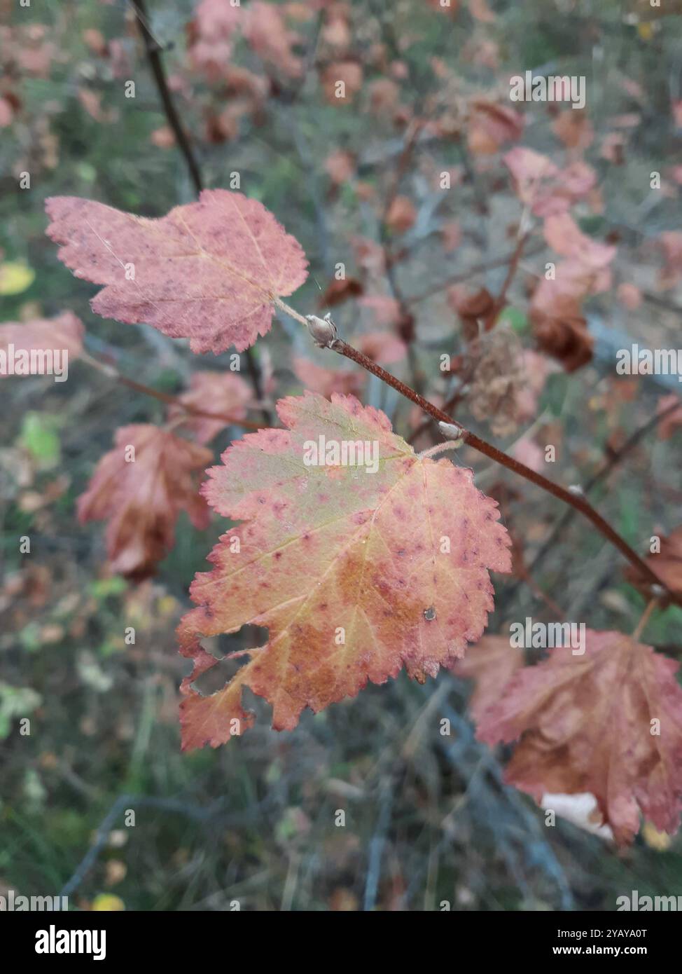 mallow-leaf ninebark (Physocarpus malvaceus) Plantae Stock Photo - Alamy