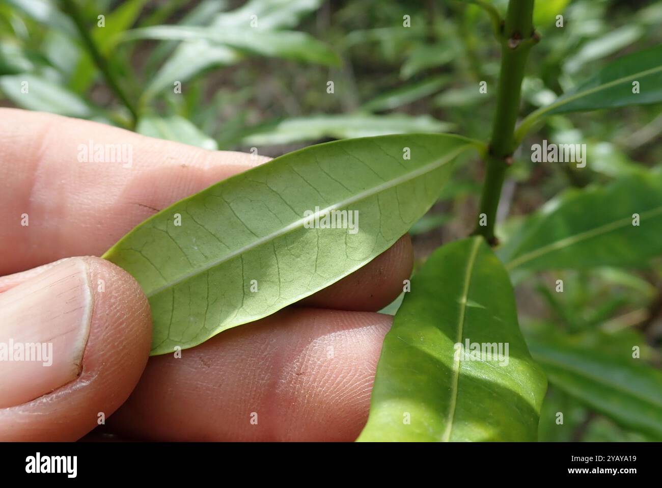 Common Poisonrope (Strophanthus speciosus) Plantae Stock Photo - Alamy