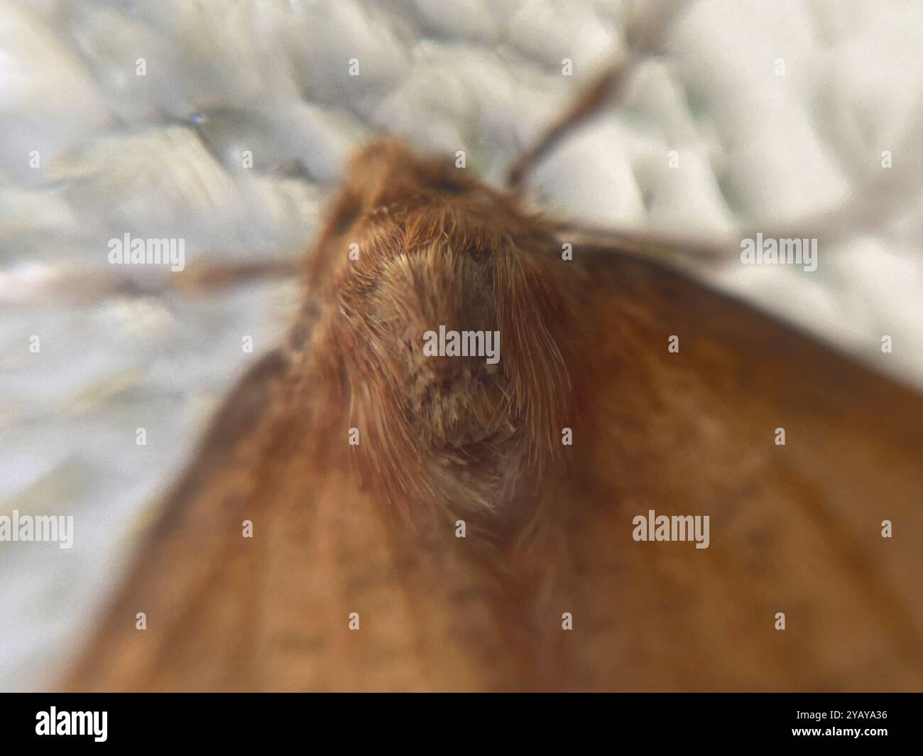 Scarce Umber Moth (Agriopis aurantiaria) Insecta Stock Photo - Alamy