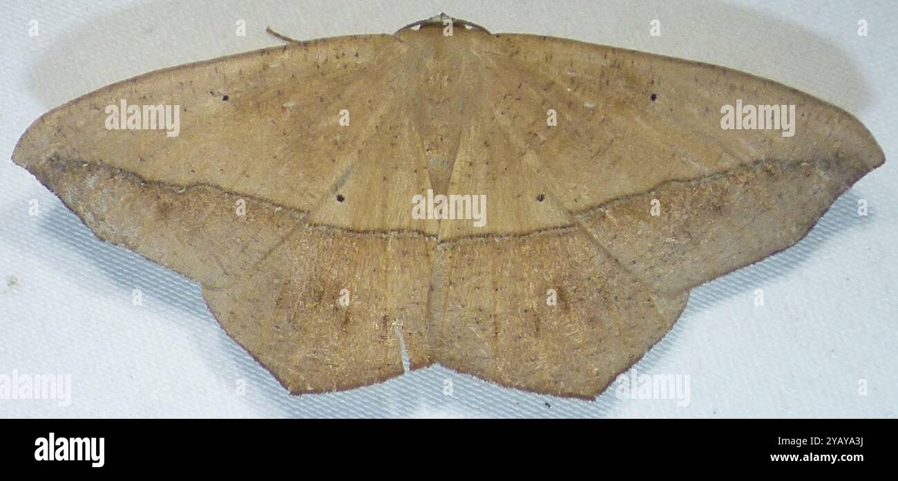 Large Maple Spanworm Moth (Prochoerodes lineola) Insecta Stock Photo - Alamy