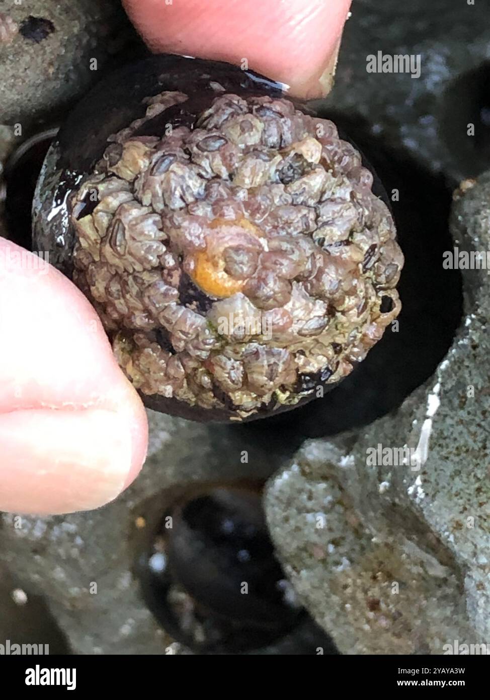 Black Tegula (Tegula funebralis) Mollusca Stock Photo - Alamy