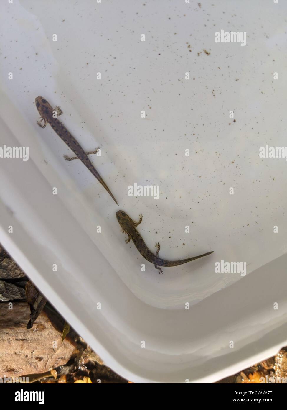 Northern Two-lined Salamander (Eurycea bislineata) Amphibia Stock Photo ...