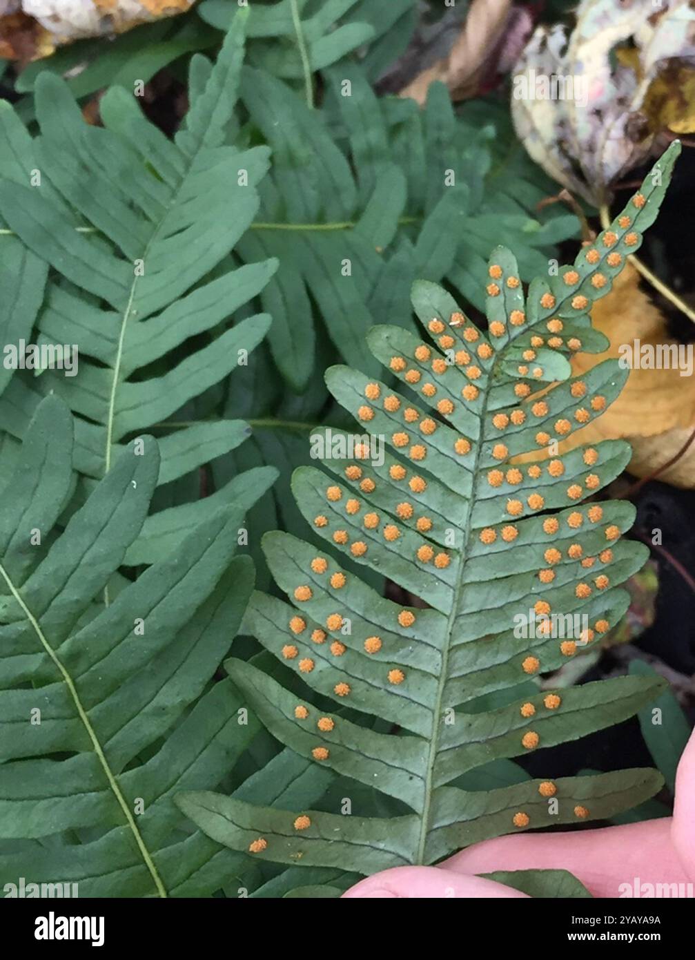 Appalachian rockcap fern (Polypodium appalachianum) Plantae Stock Photo ...