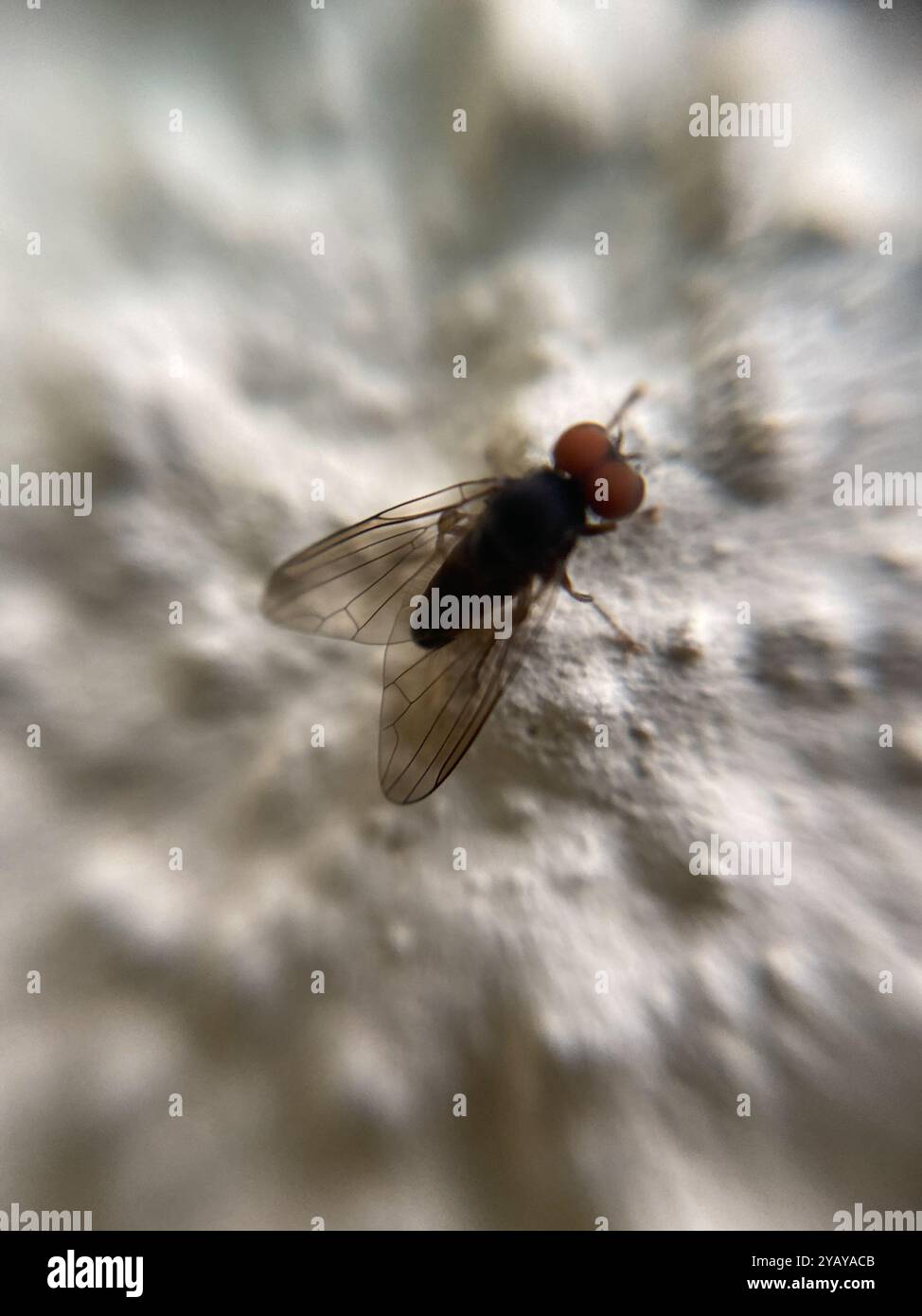 Flat-footed Flies (Platypezidae) Insecta Stock Photo - Alamy
