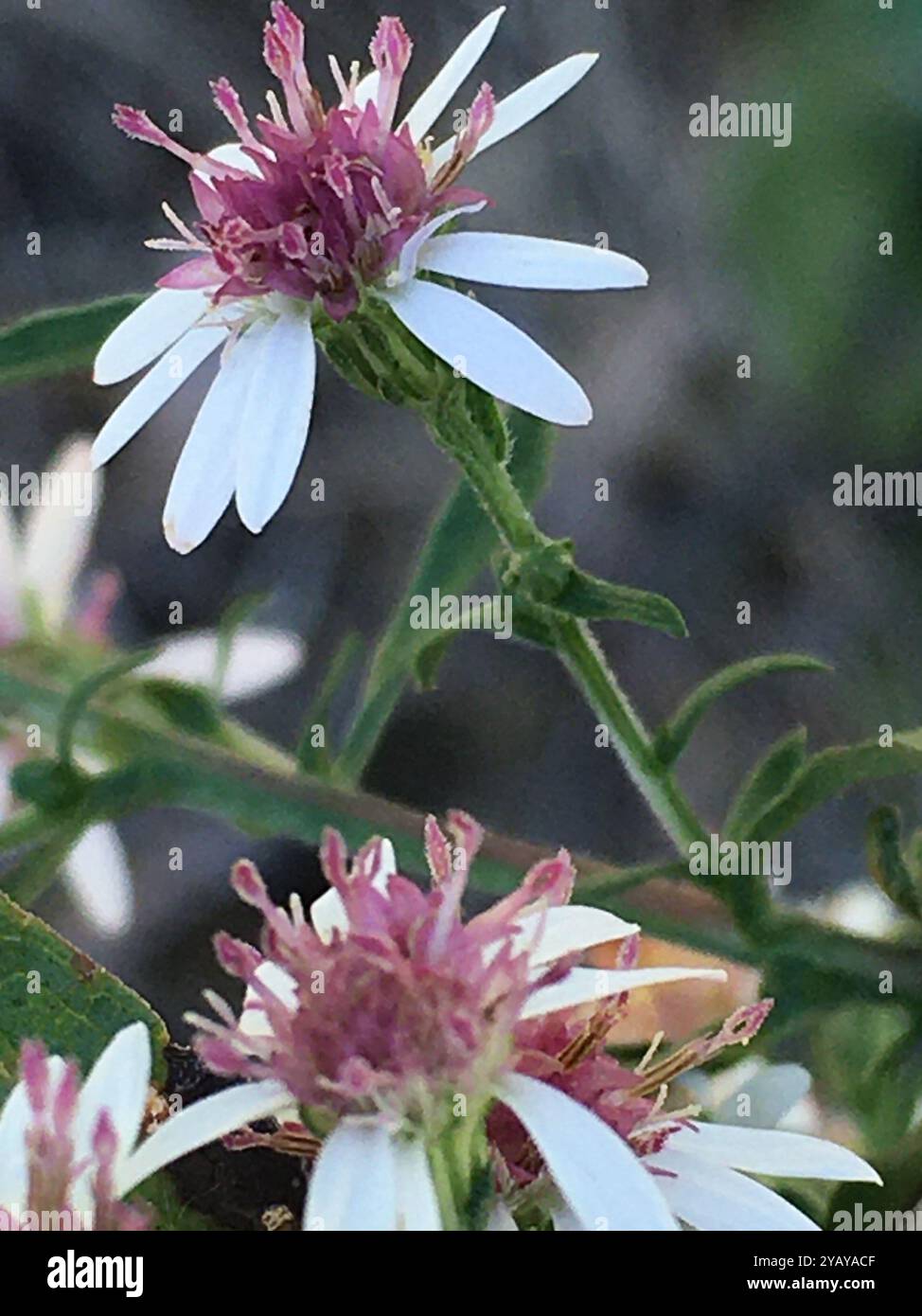 calico aster (Symphyotrichum lateriflorum) Plantae Stock Photo - Alamy