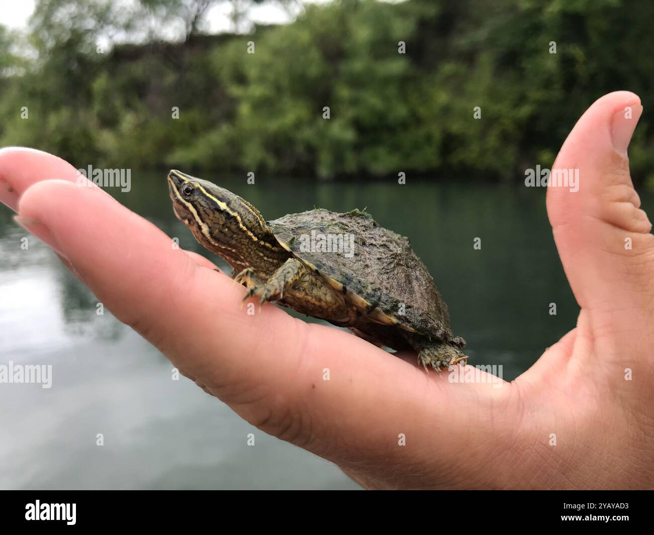 Eastern Musk Turtle (Sternotherus odoratus) Reptilia Stock Photo - Alamy
