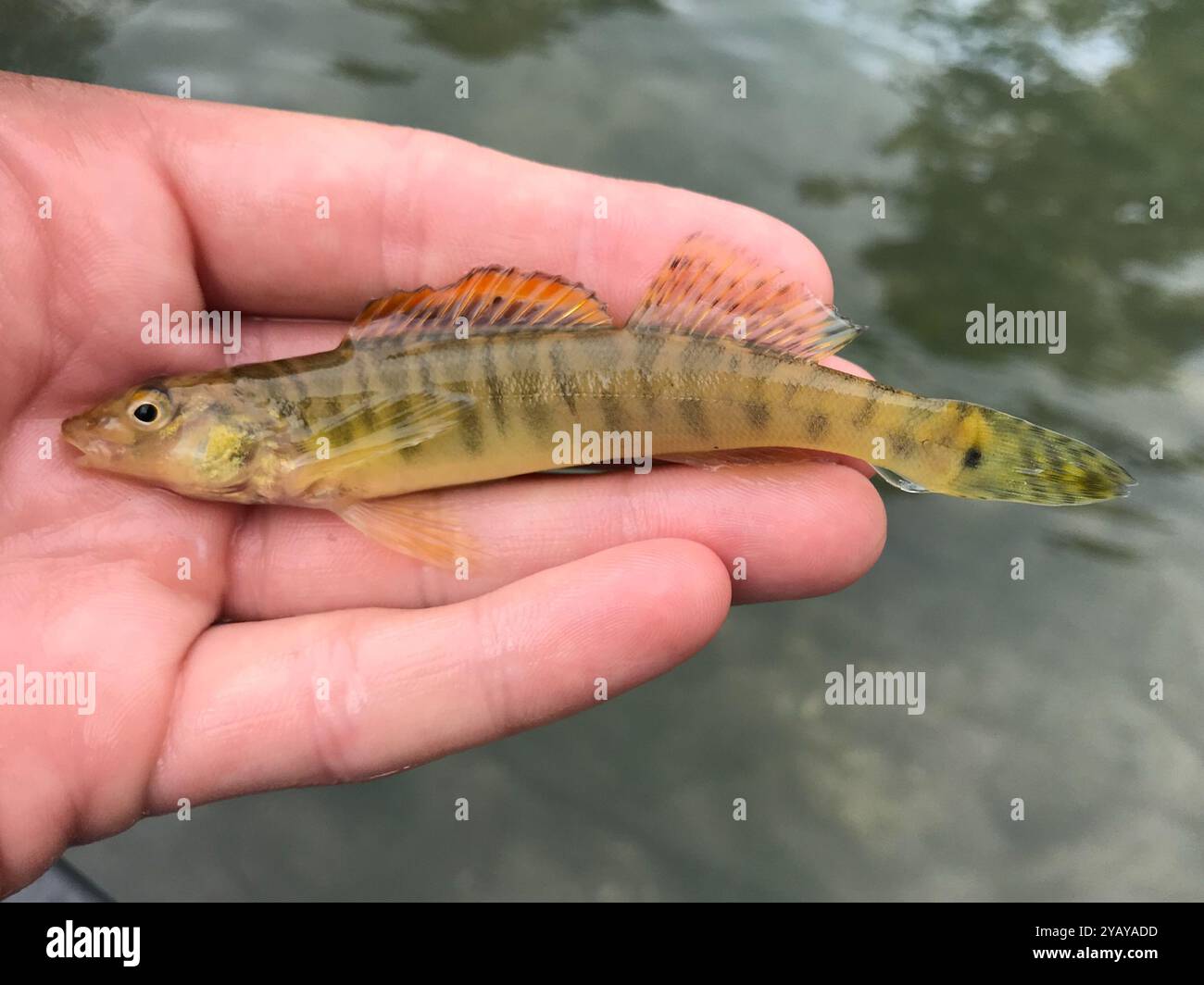 Texas Logperch (Percina carbonaria) Actinopterygii Stock Photo - Alamy