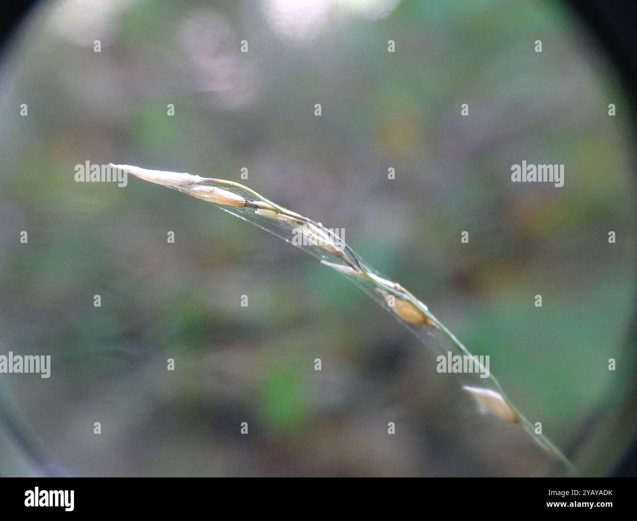 black-fruit mountain-ricegrass (Patis racemosa) Plantae Stock Photo - Alamy