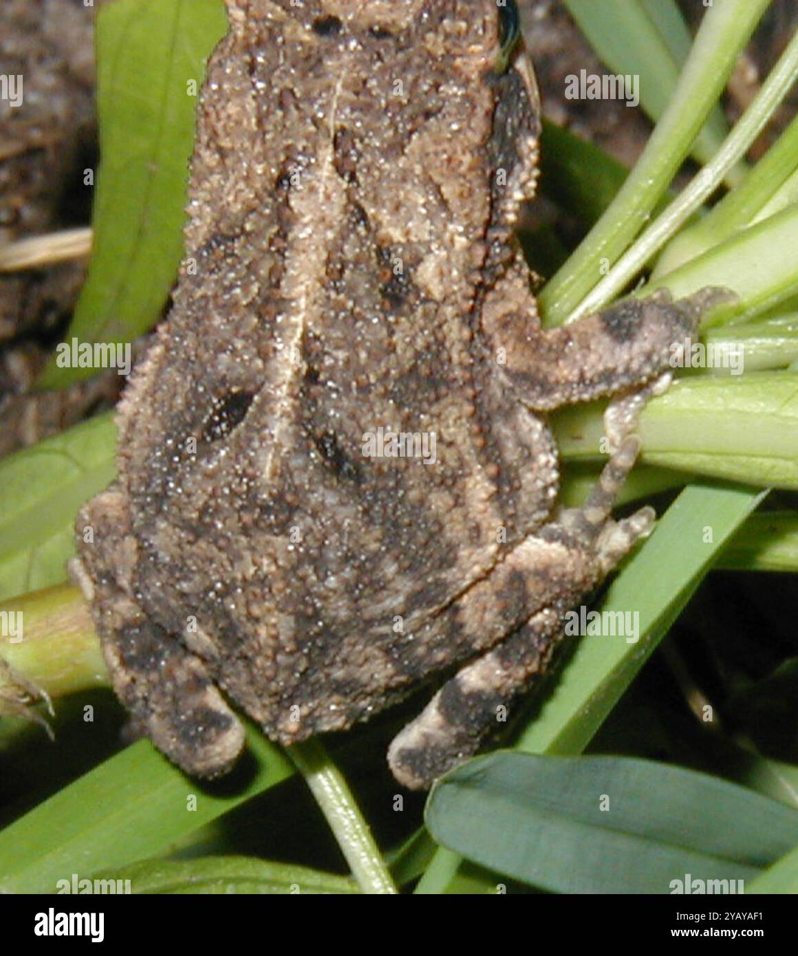 Gulf Coast Toad (Incilius nebulifer) Amphibia Stock Photo - Alamy