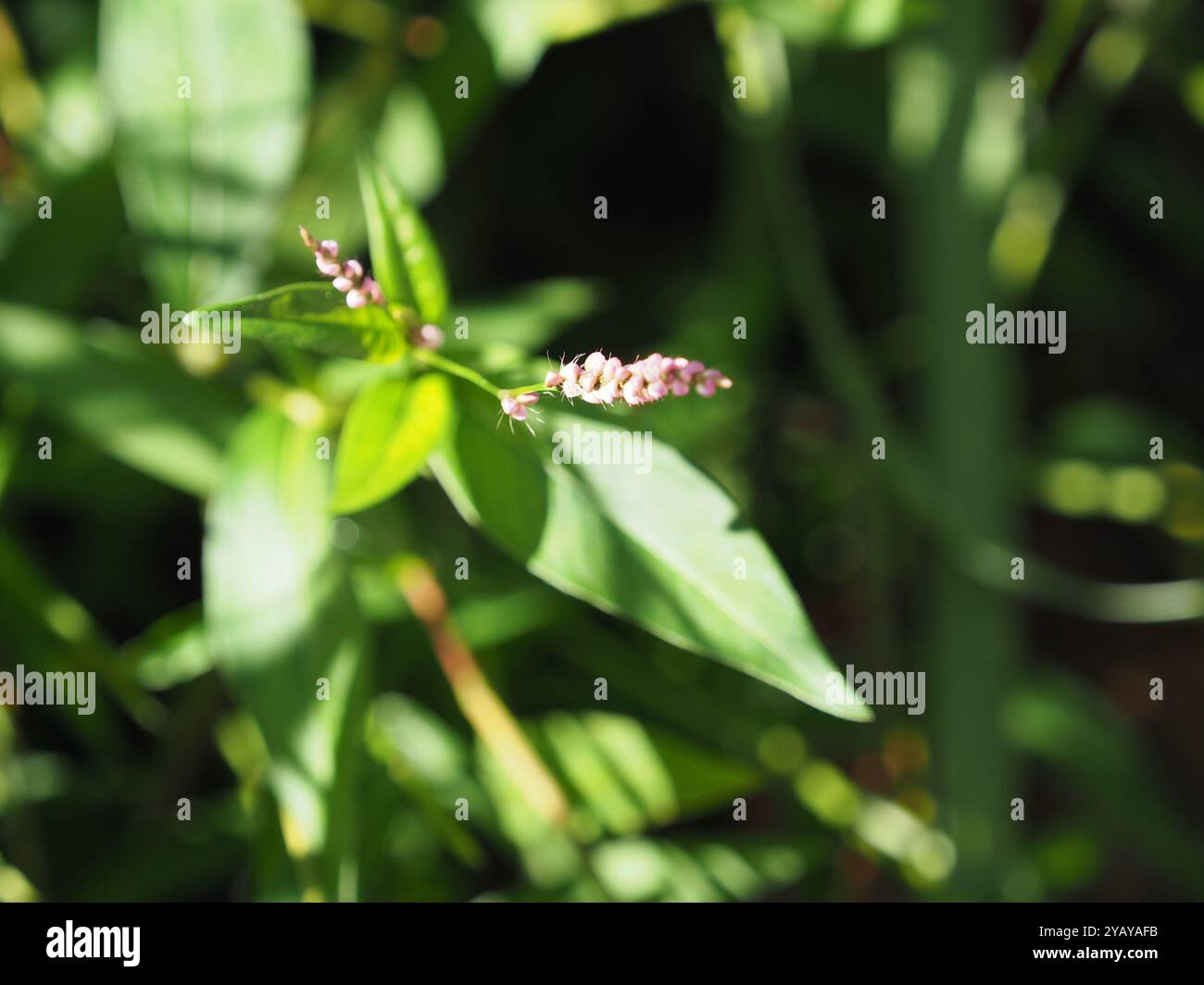 low smartweed (Persicaria longiseta) Plantae Stock Photo - Alamy