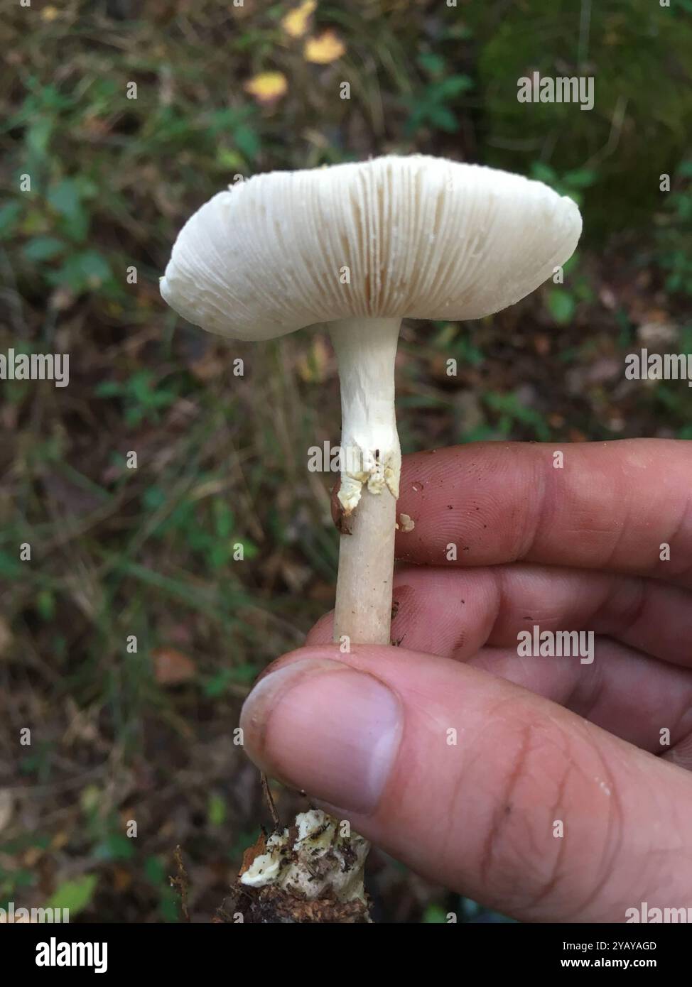 False Death-cap (Amanita citrina) Fungi Stock Photo - Alamy