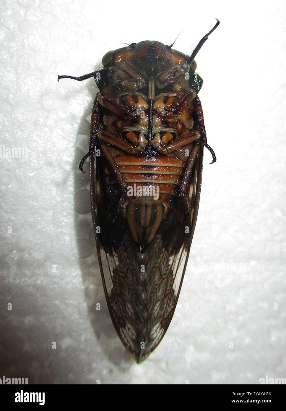Short Abdomen Cicadas (Parnisini) Insecta Stock Photo - Alamy