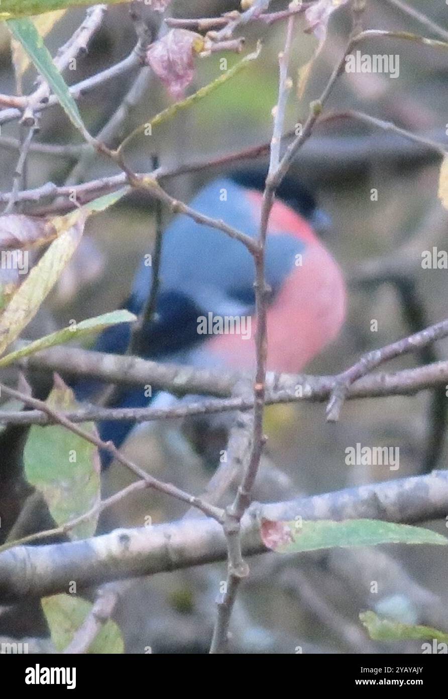 Eurasian Bullfinch (Pyrrhula pyrrhula) Aves Stock Photo - Alamy