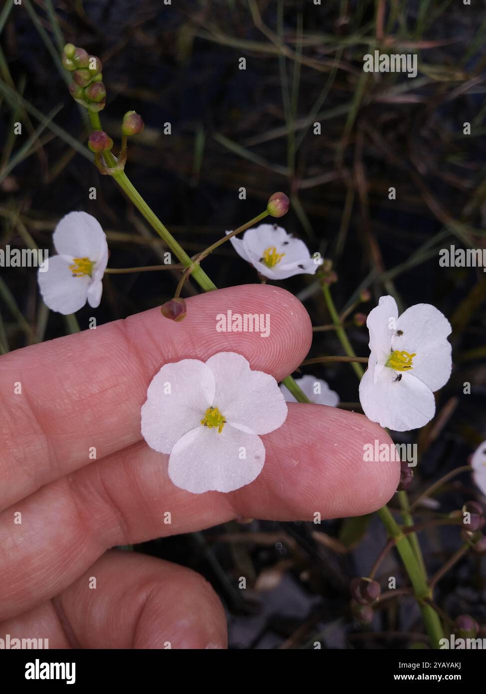 Grass-leaved Arrowhead (Sagittaria graminea) Plantae Stock Photo - Alamy