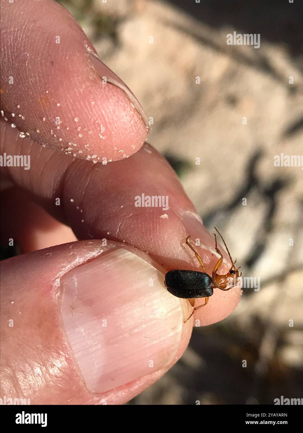 Bombardier Beetles (Brachinus) Insecta Stock Photo - Alamy