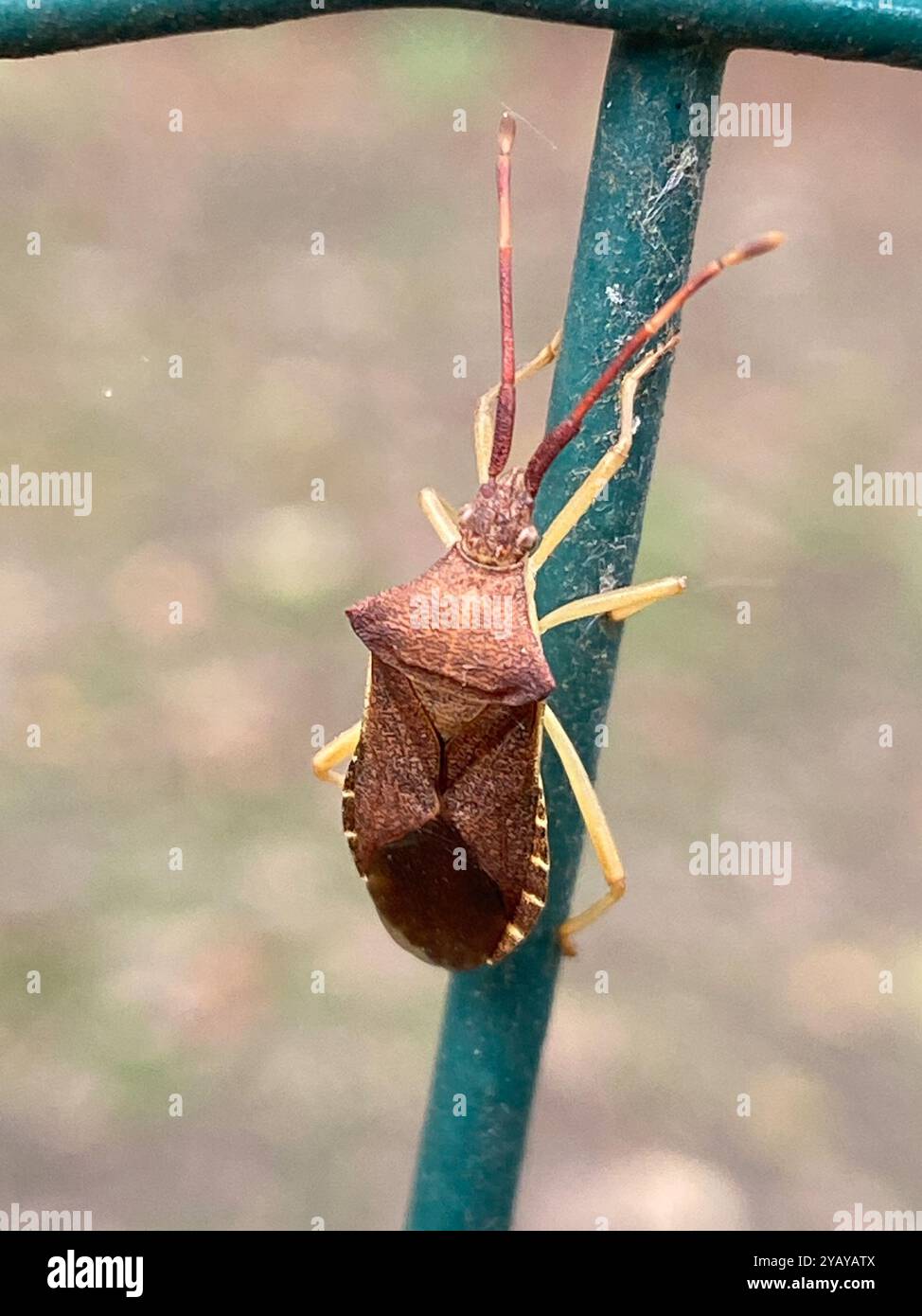 Box Bug (Gonocerus acuteangulatus) Insecta Stock Photo - Alamy