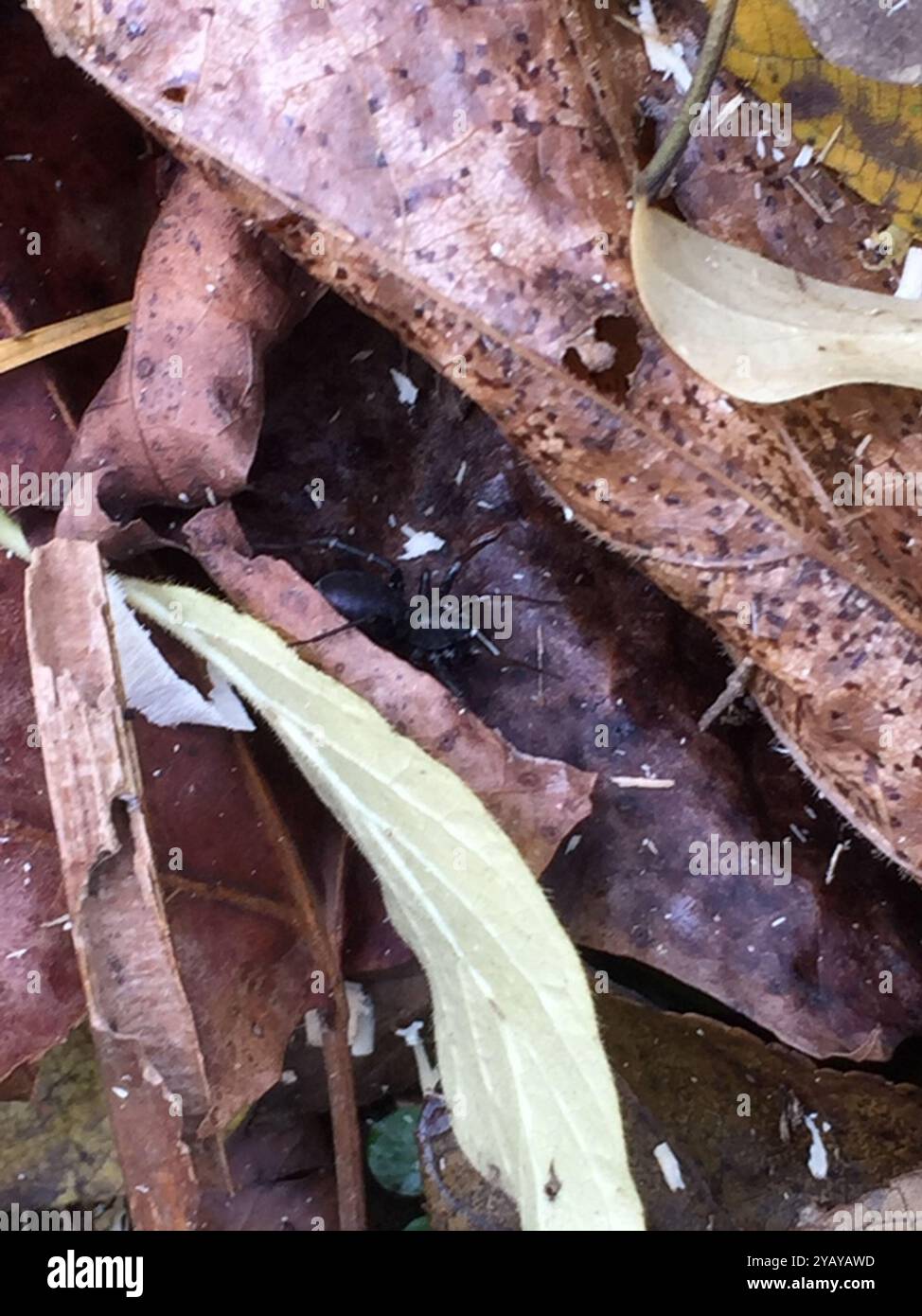 Ant-mimic Sac Spiders (Castianeira) Arachnida Stock Photo - Alamy