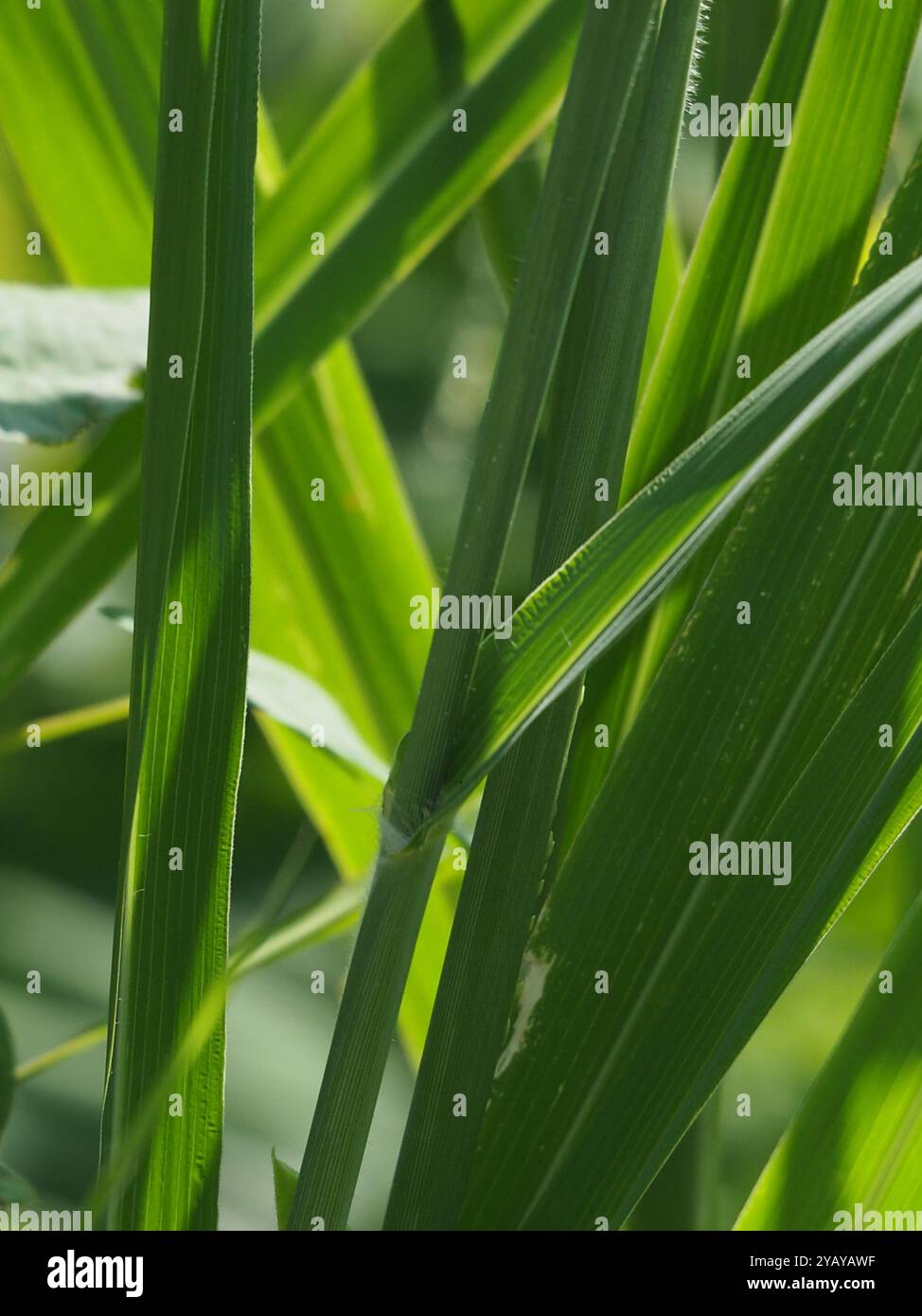guinea grass (Megathyrsus maximus) Plantae Stock Photo - Alamy