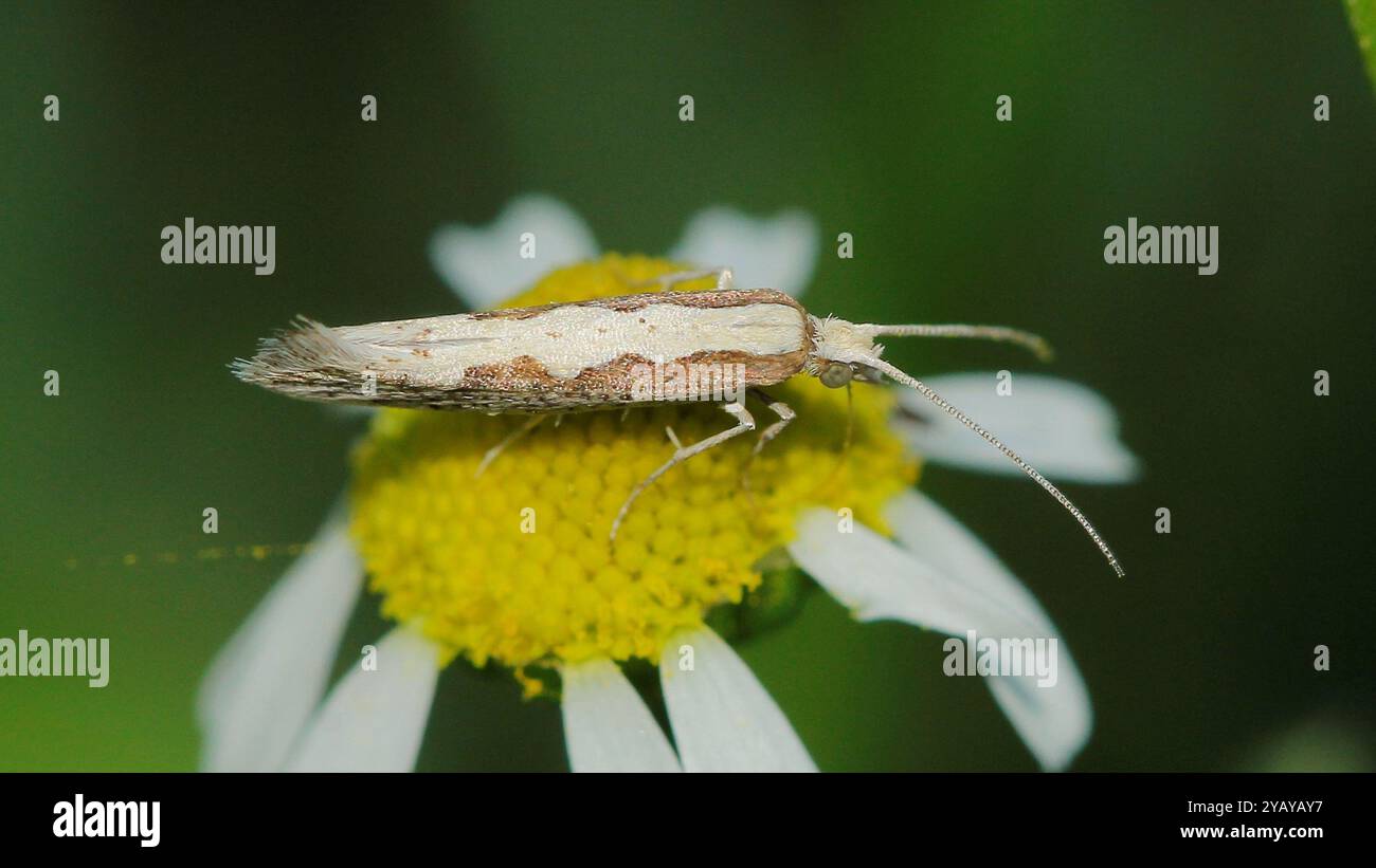 Diamondback Moth (Plutella xylostella) Insecta Stock Photo - Alamy