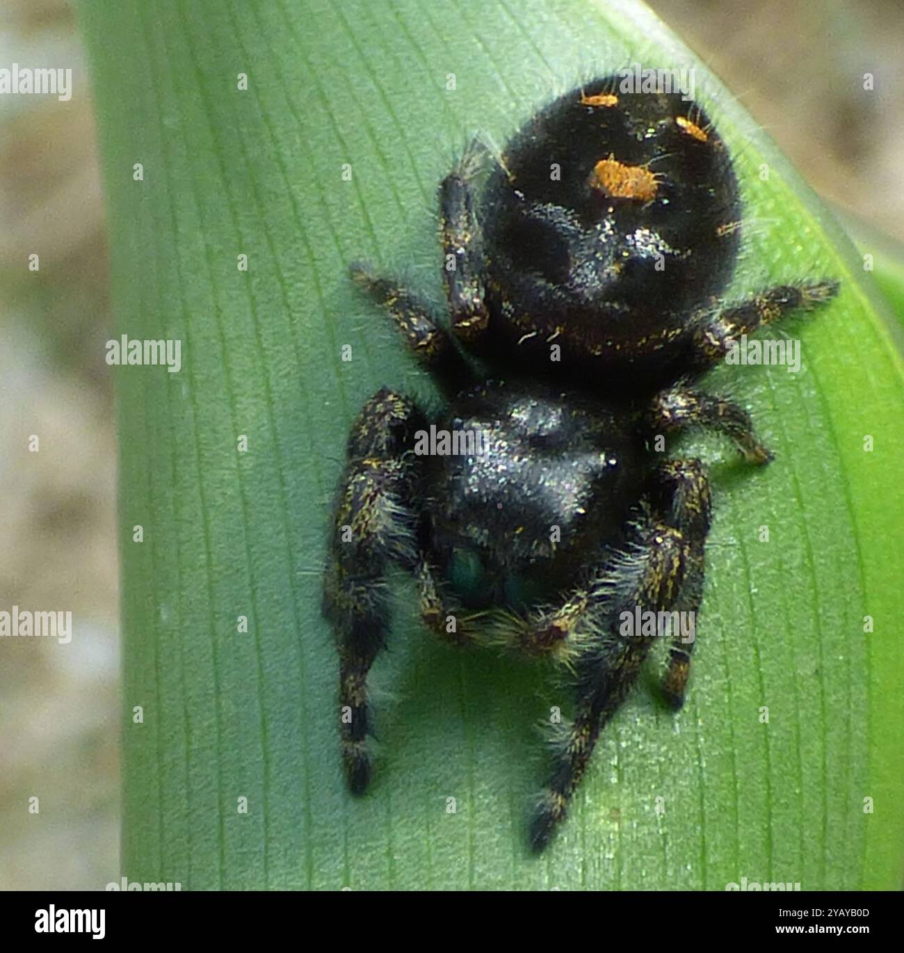 Bold Jumping Spider (Phidippus audax) Arachnida Stock Photo - Alamy