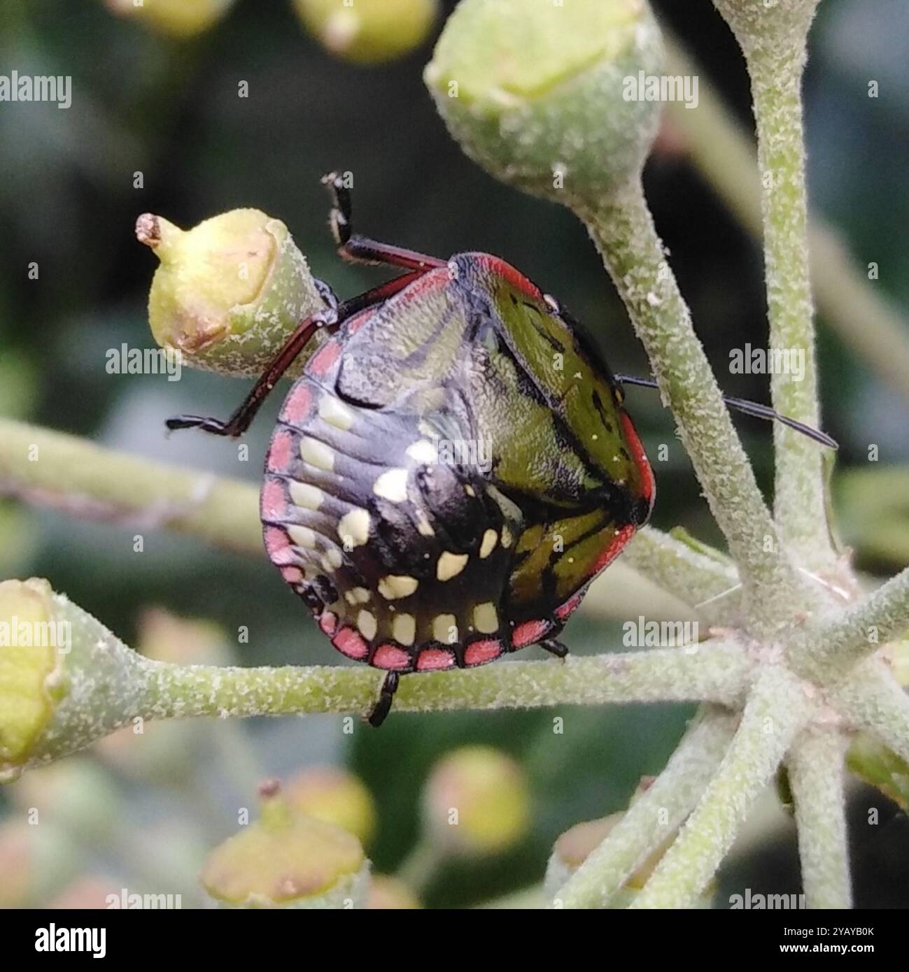 Southern Green Stink Bug (Nezara viridula) Insecta Stock Photo - Alamy