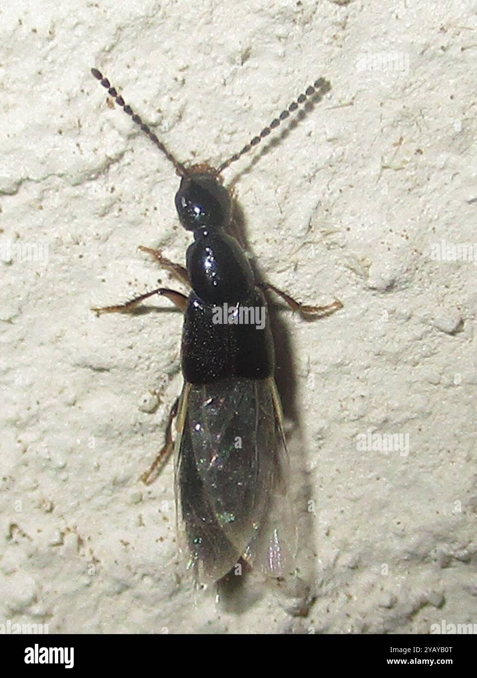 Rove Beetles (Staphylinidae) Insecta Stock Photo - Alamy