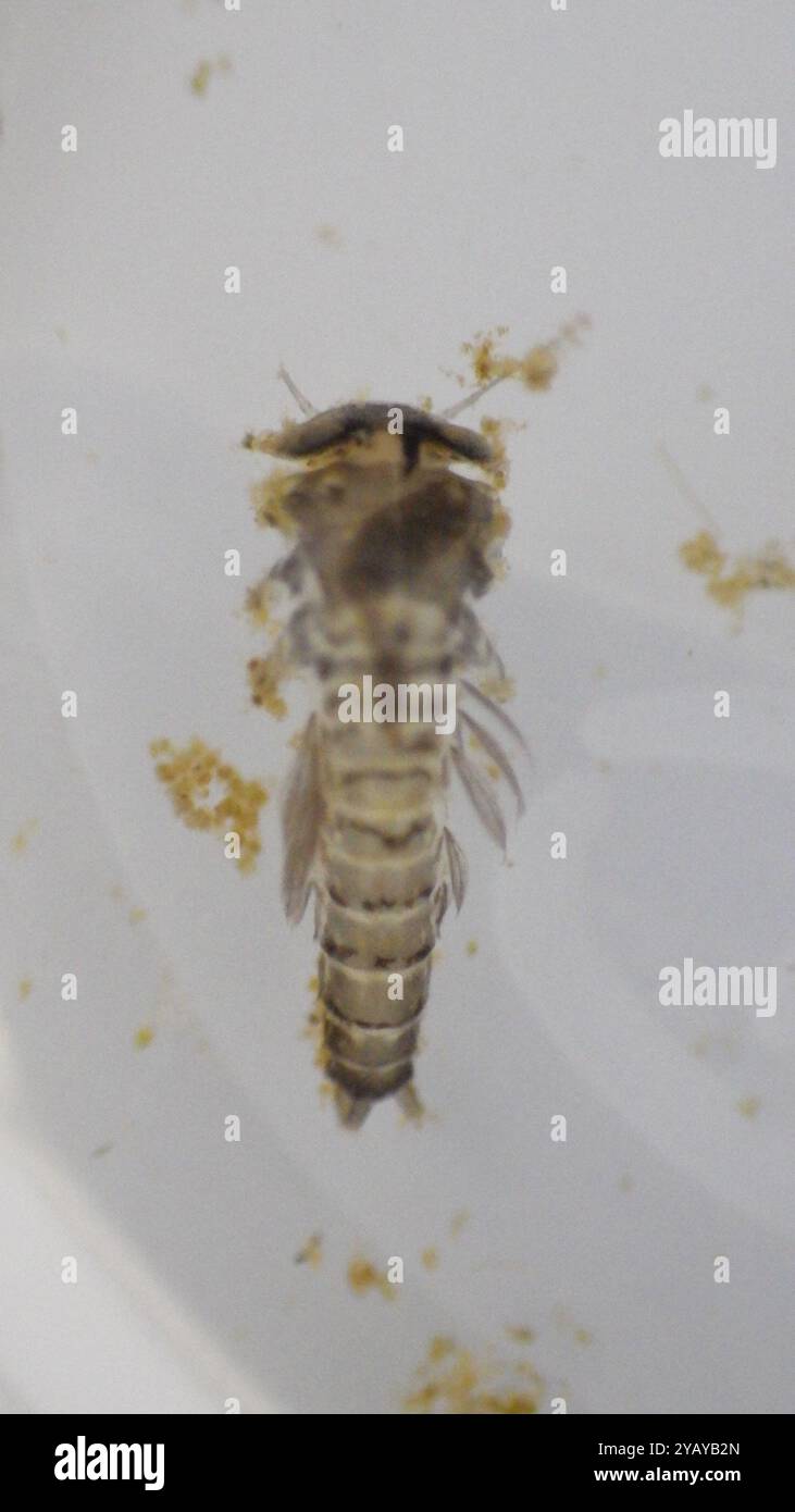 Orange Cahill (Stenacron interpunctatum) Insecta Stock Photo - Alamy