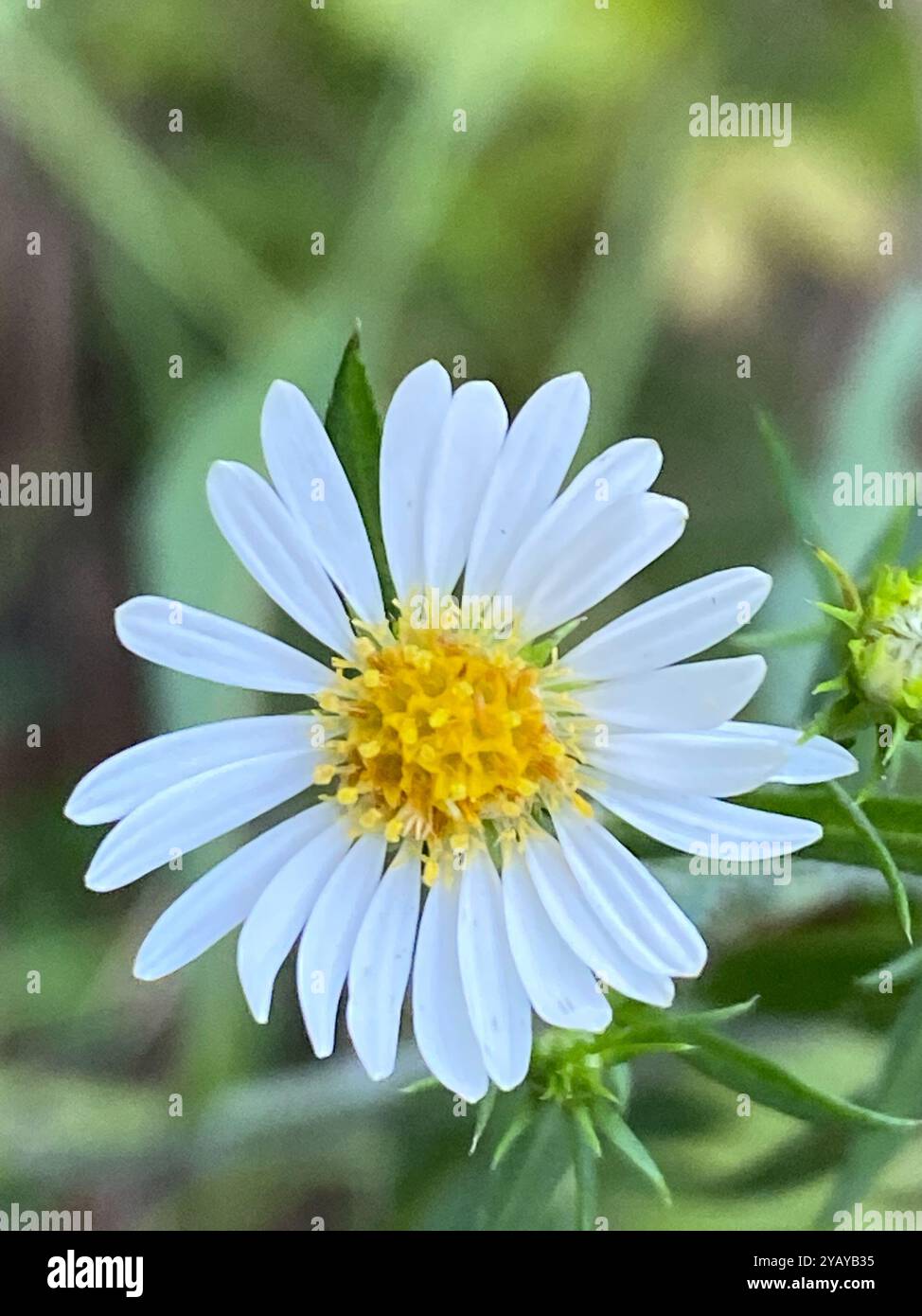 hairy white oldfield aster (Symphyotrichum pilosum) Plantae Stock Photo ...