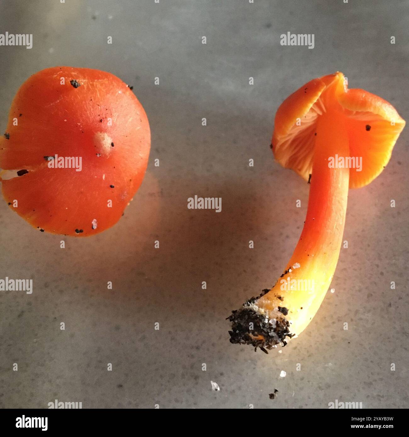 Vermilion Waxcap (Hygrocybe miniata) Fungi Stock Photo - Alamy