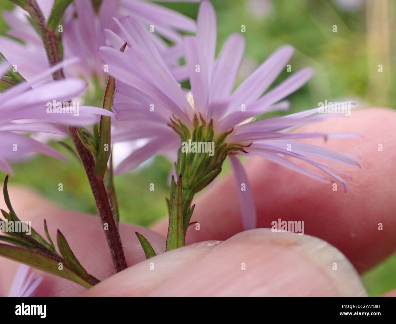 New York aster (Symphyotrichum novi-belgii) Plantae Stock Photo - Alamy