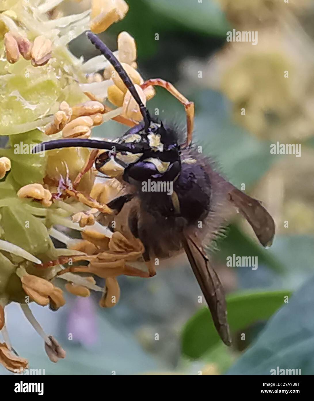 Common European Yellowjacket (Vespula vulgaris) Insecta Stock Photo - Alamy