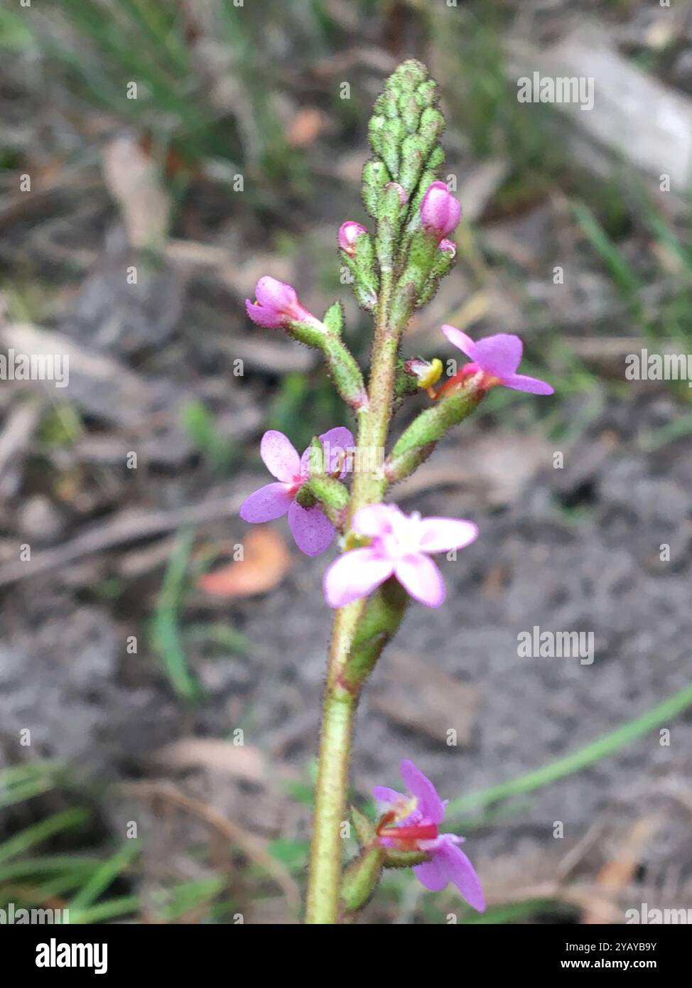 Grass Triggerplant (Stylidium graminifolium) Plantae Stock Photo - Alamy